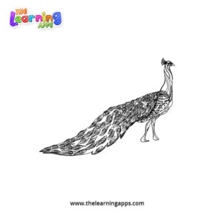 Download Free Printable Peacock Coloring Worksheet for kids