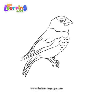 Download Free Printable Sparrow Coloring Worksheet for Kids