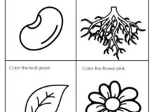 Download Free Printable Plant Worksheets 01 for Kids