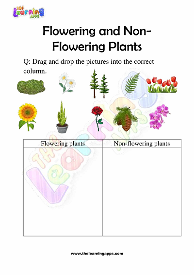 Flowering and Non Flowering Plants Worksheets for Grade 3